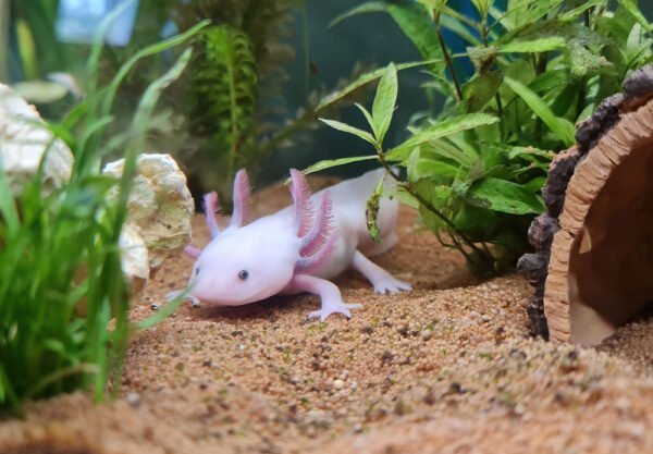 Owning An Axolotl As a Pet: A Complete Guide - Proto Animal