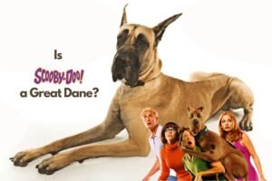 The world of big dogs breeds - Proto Animal