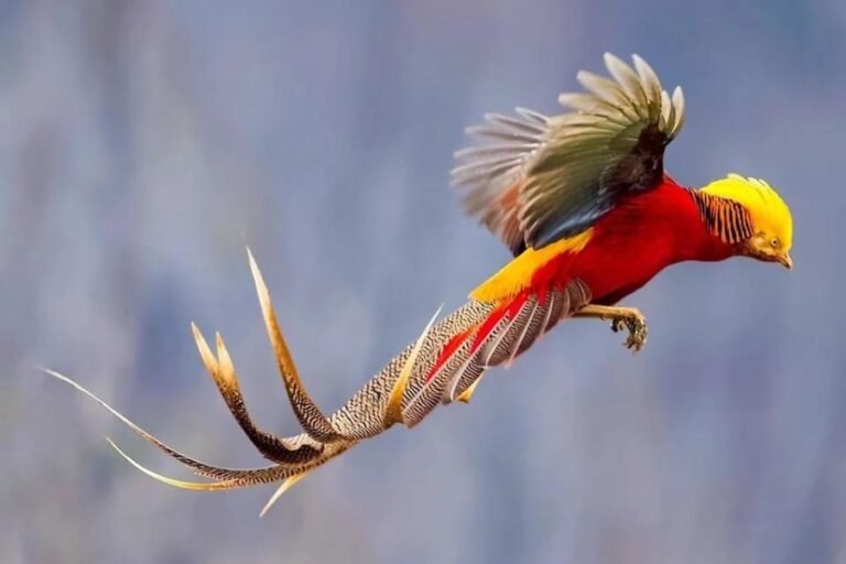 The most colorful animals in the world - Proto Animal