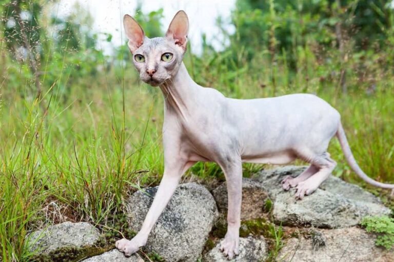 Meet 7 hairless cat breeds - Proto Animal