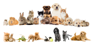 4 exotic pets to fall in love with - Proto Animal