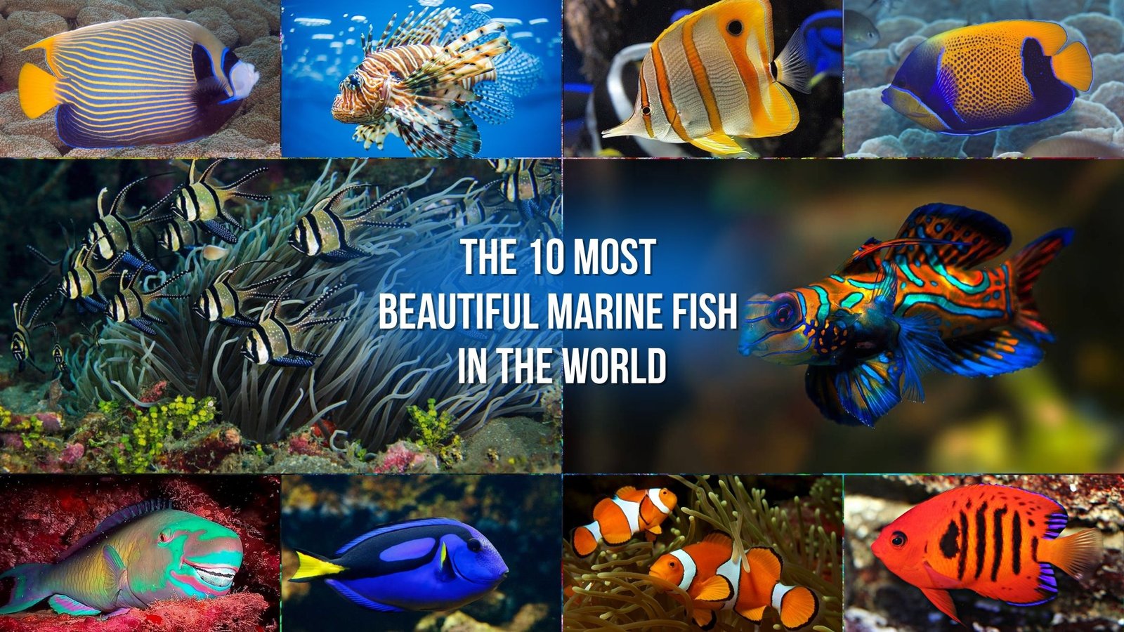 The 10 most beautiful marine fish in the world - Proto Animal