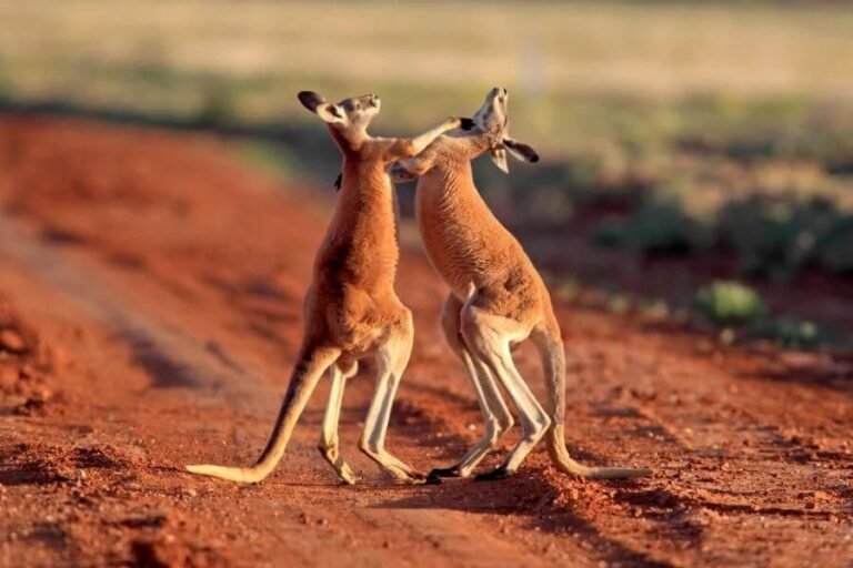 Kangaroo Species: Learn about them and their characteristics - Proto Animal