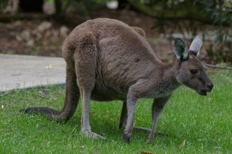 Kangaroo Species: Learn about them and their characteristics - Proto Animal
