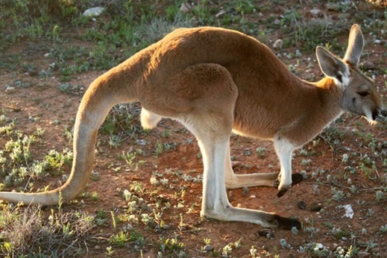 Kangaroo Species: Learn about them and their characteristics - Proto Animal