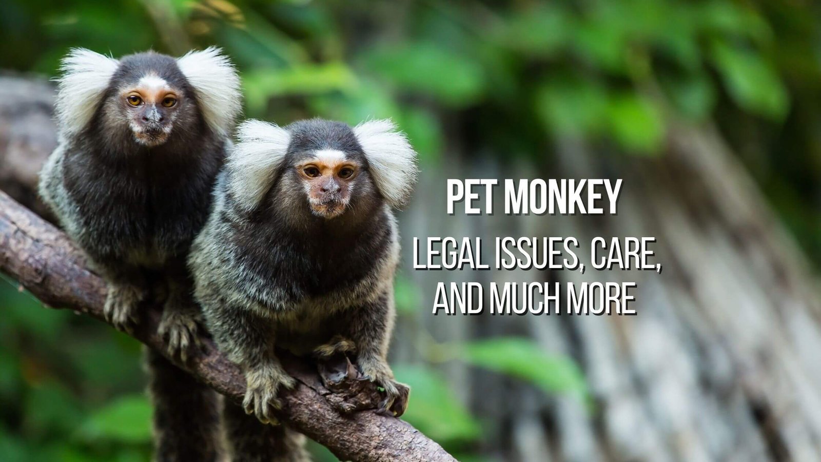 Pet Monkey: Legal Issues, Care, and Much More - Proto Animal