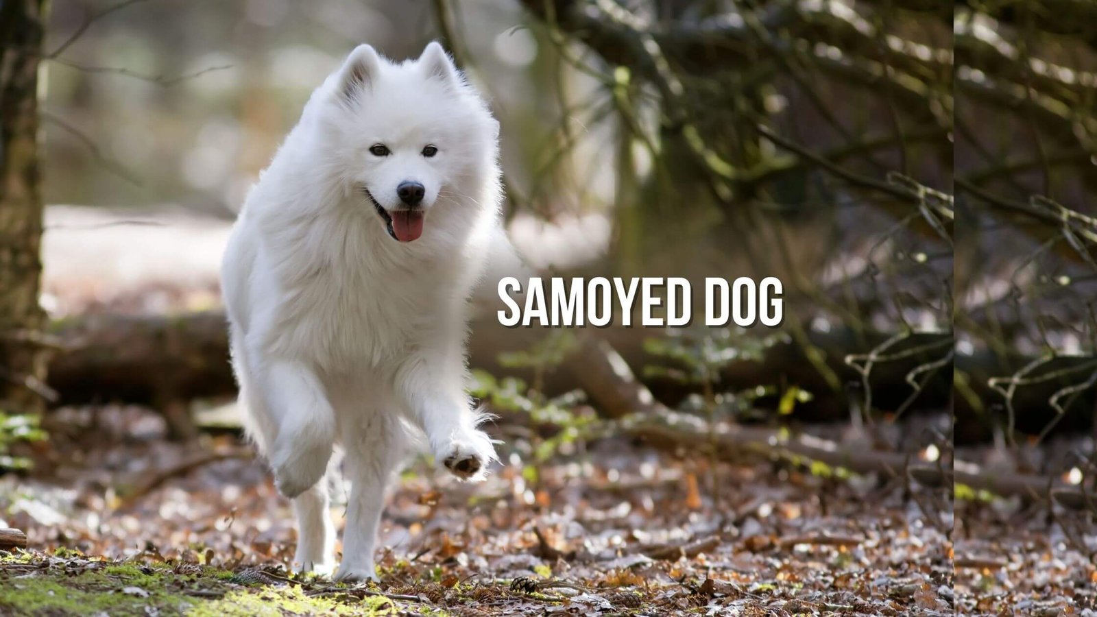 Samoyed Dog: Learn all about this smiling furry friend - Proto Animal