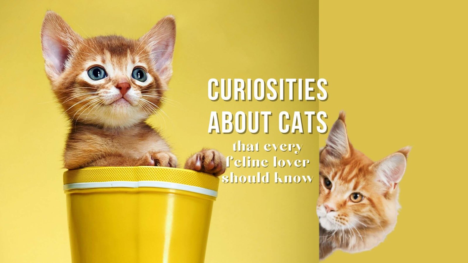 Curiosities About Cats That Every Feline Lover Should Know - Proto Animal
